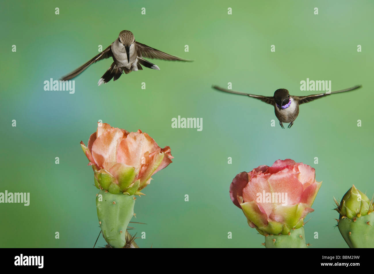 Black Chinned Hummingbird Life Cycle