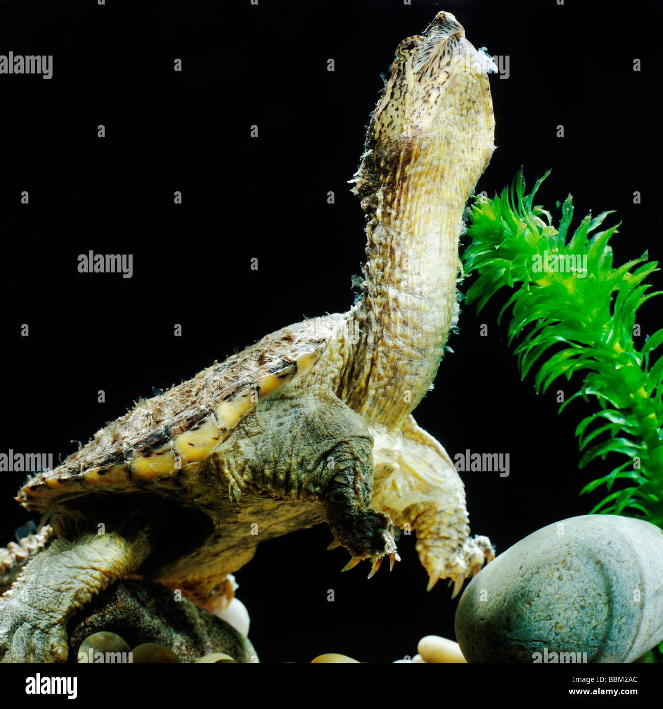 SNAPPER TURTLE UNDER WATER Stock Photo - Alamy