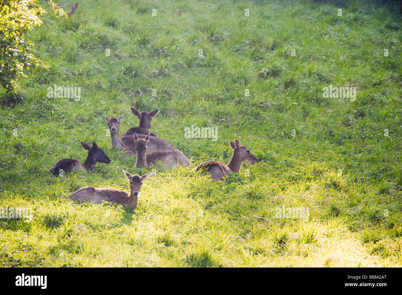 Five female Fallow deer does Dama dama sitting in evening sun chewing ...