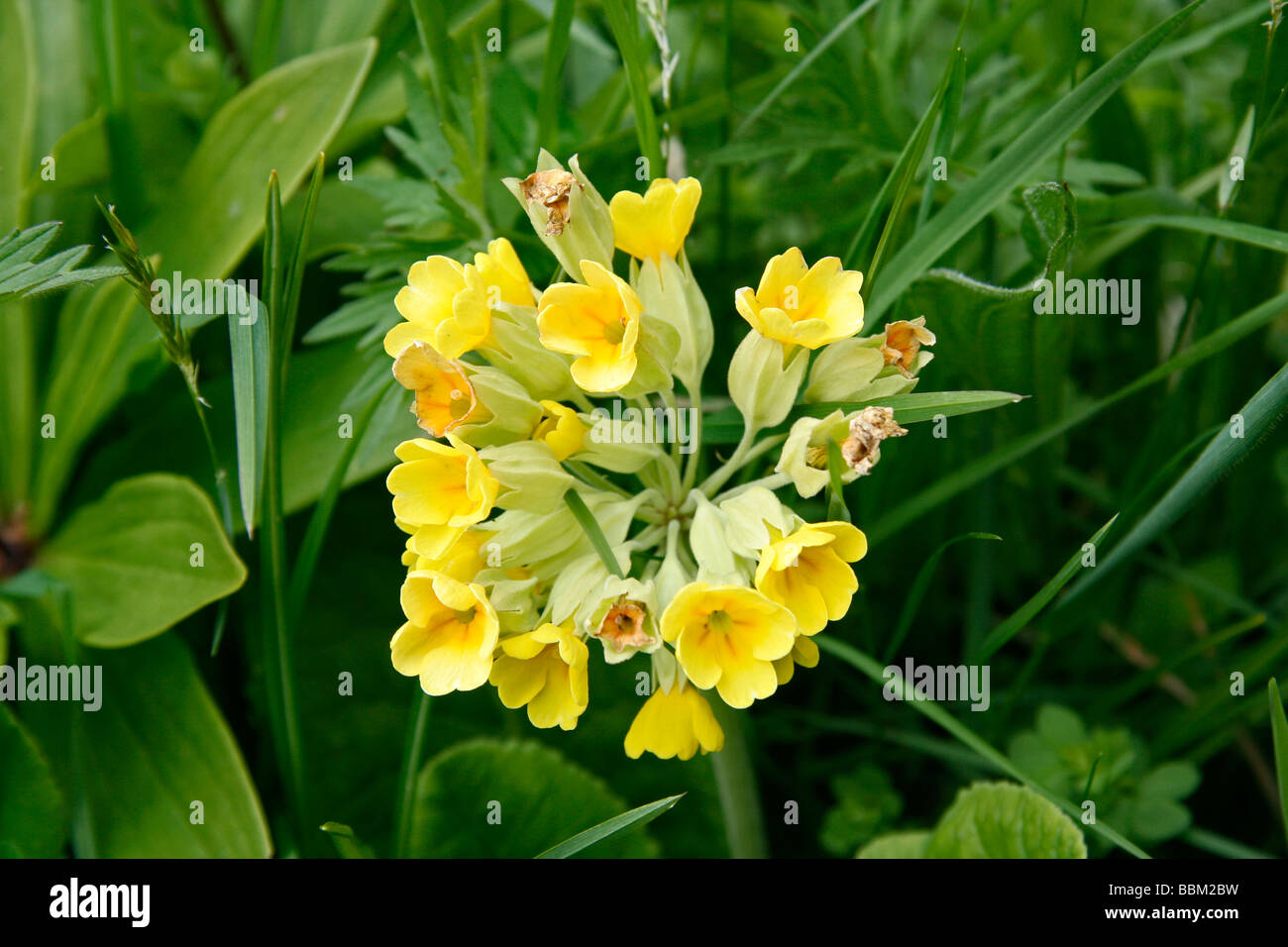 Cowslip portrait hi-res stock photography and images - Alamy