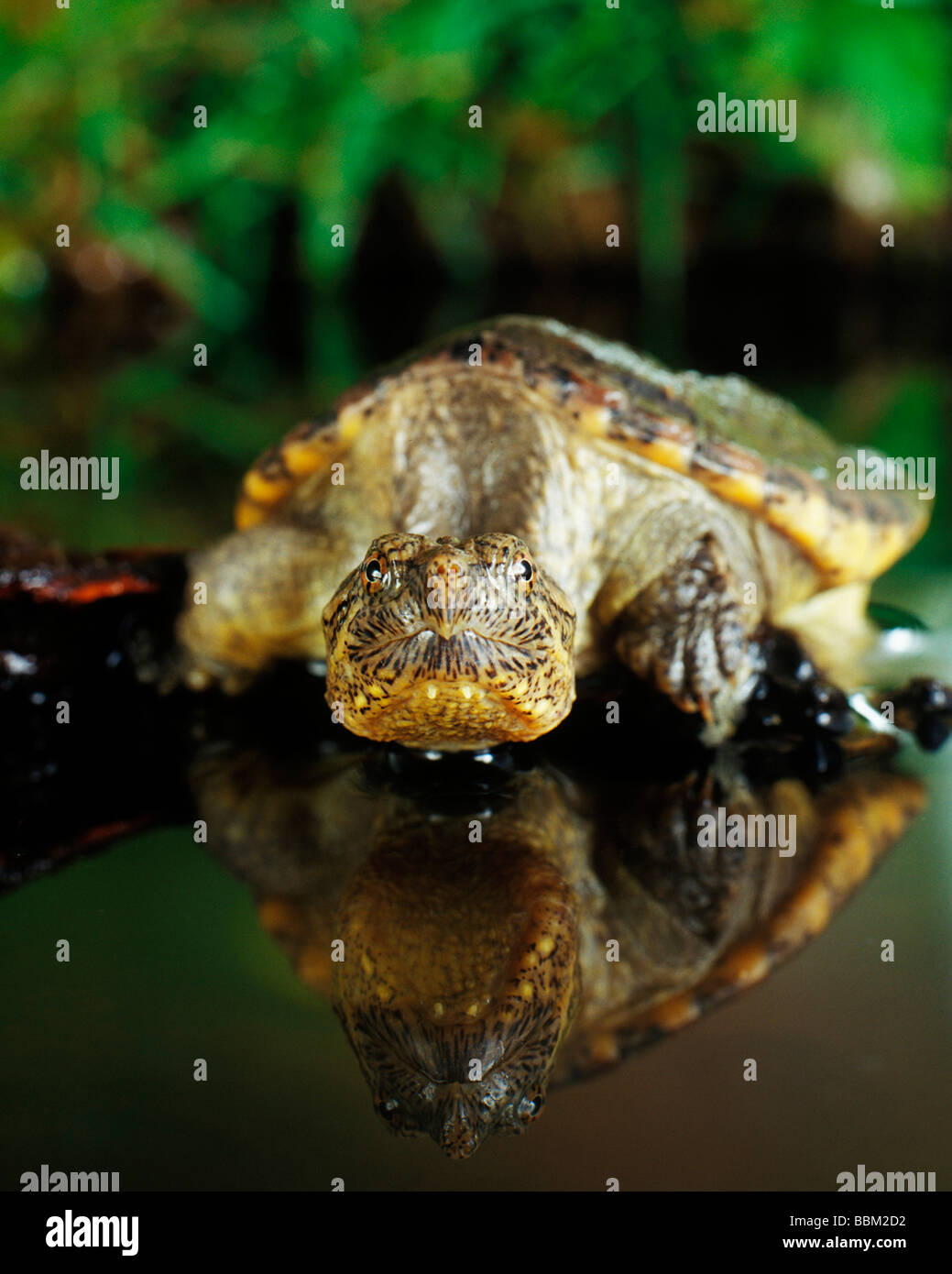 Snapper turtle hi-res stock photography and images - Alamy