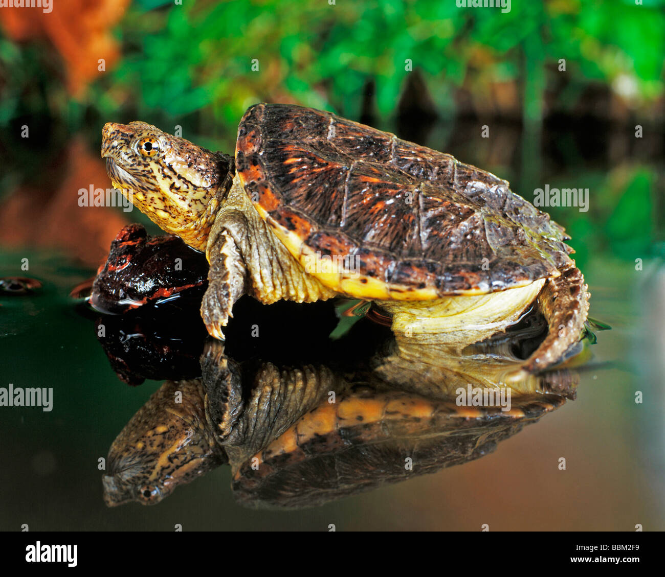 Turtle on stone hi-res stock photography and images - Alamy