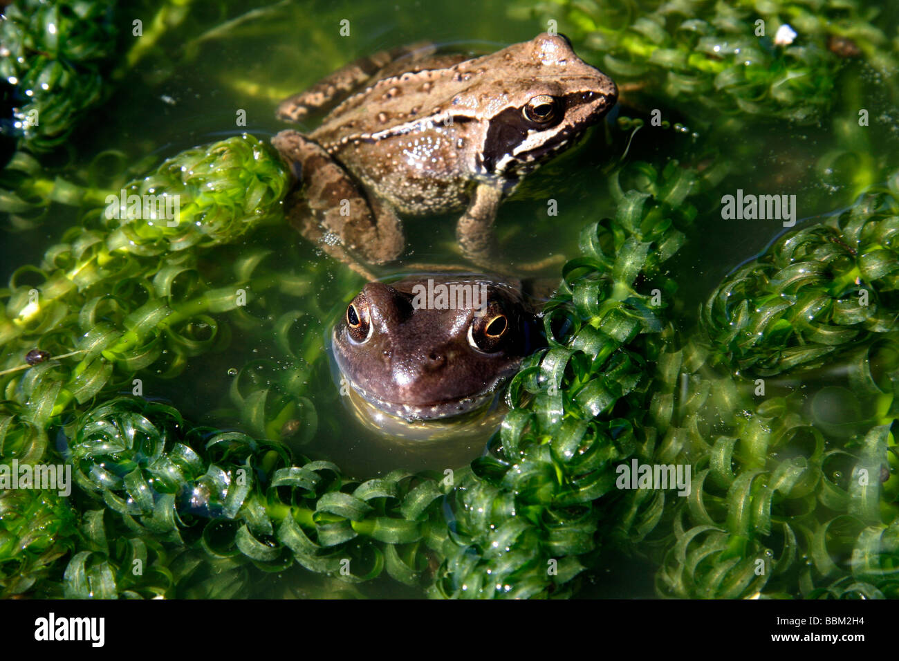 The Common English Frog Stock Photo - Alamy