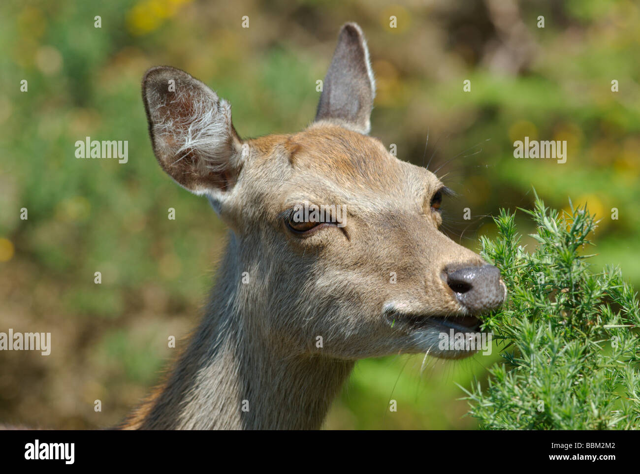 Sika Deer (Cervus nippon Stock Photo - Alamy