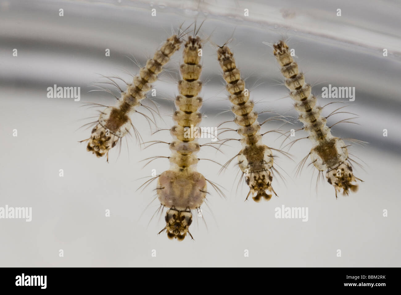 Anopheles funestus larvae Stock Photo - Alamy