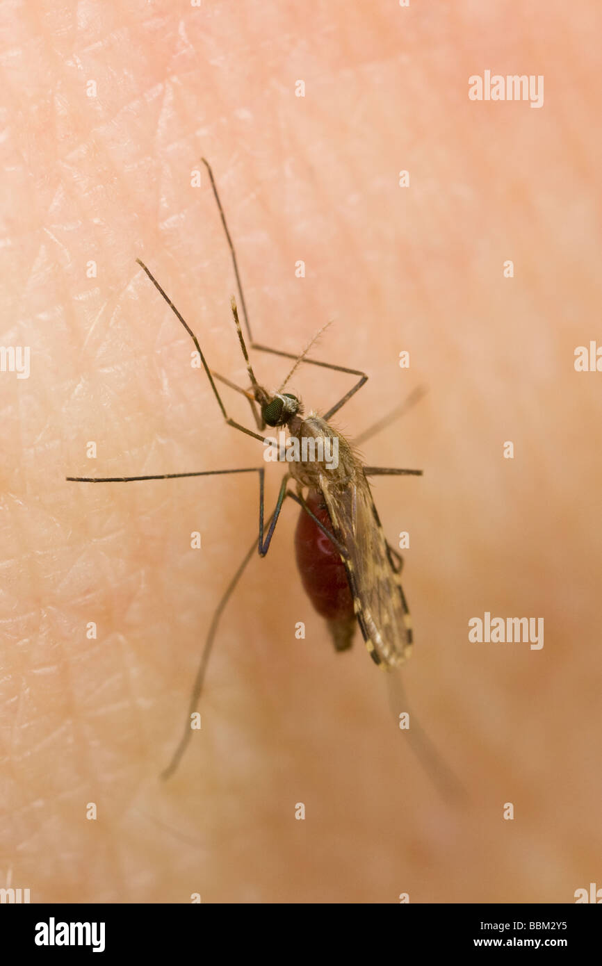 Anopheles Malaria