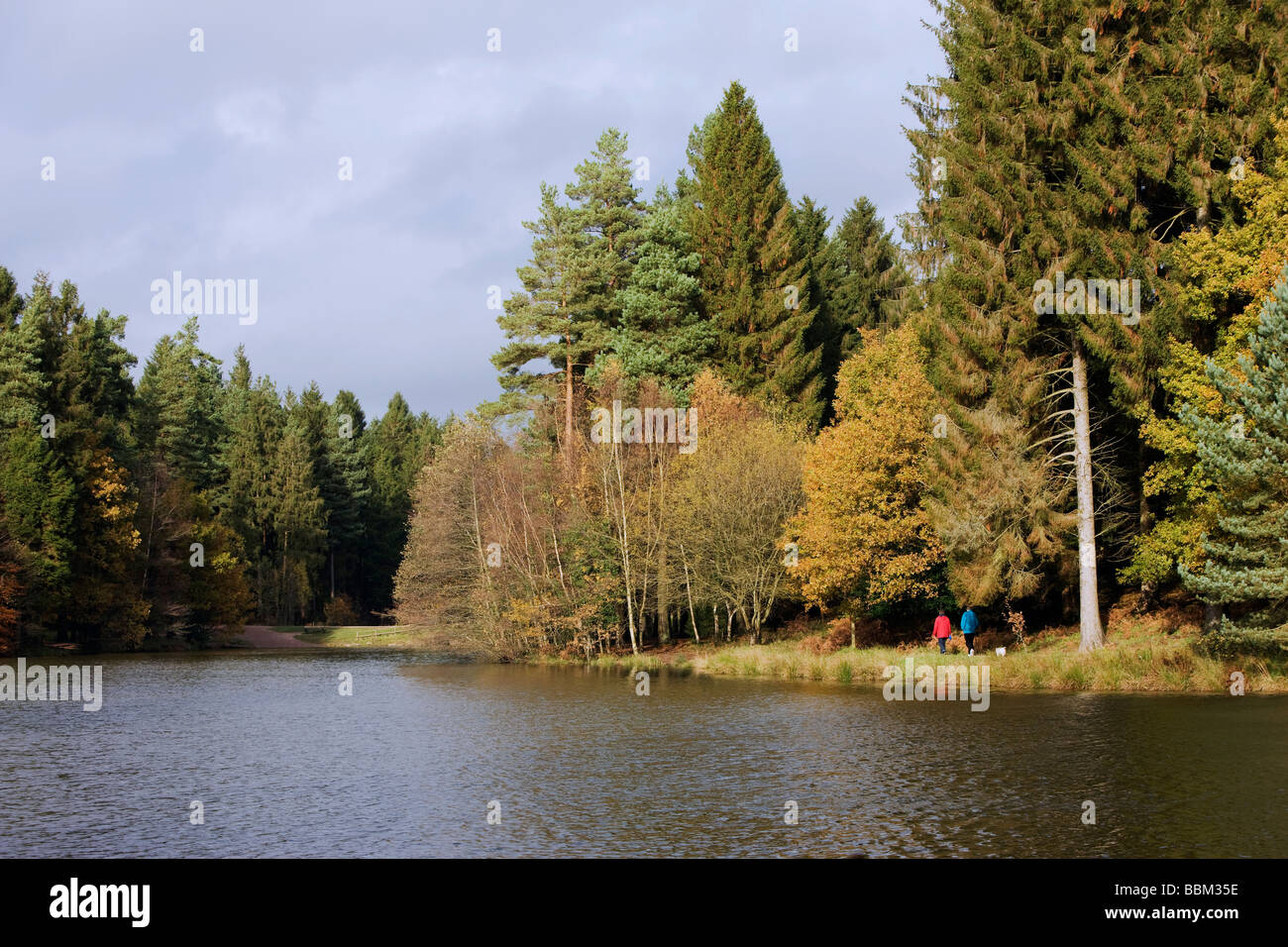 Autumn in the Forest of Dean 2008 England UK Stock Photo - Alamy