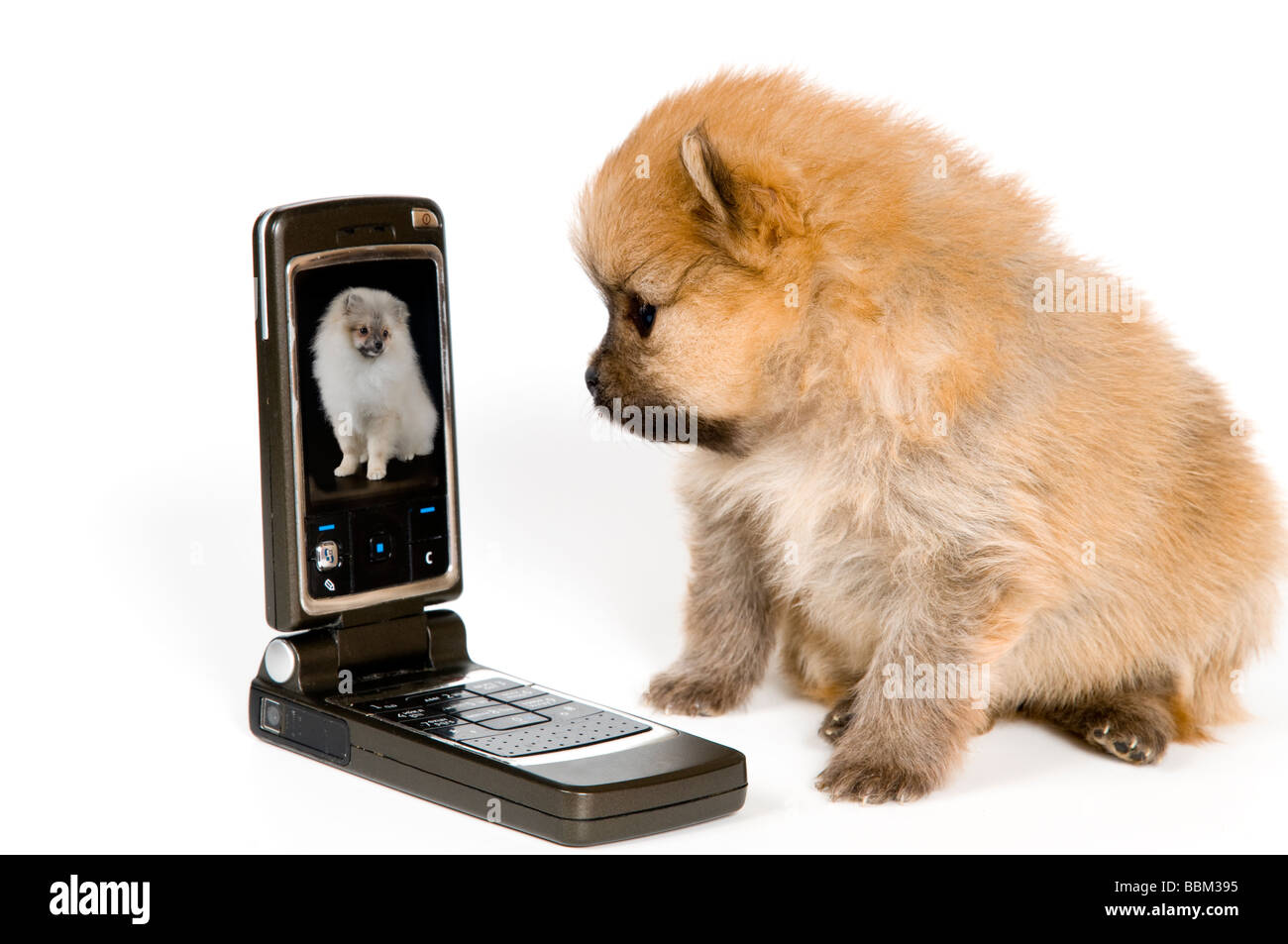 Dog phone hi-res stock photography and images - Alamy