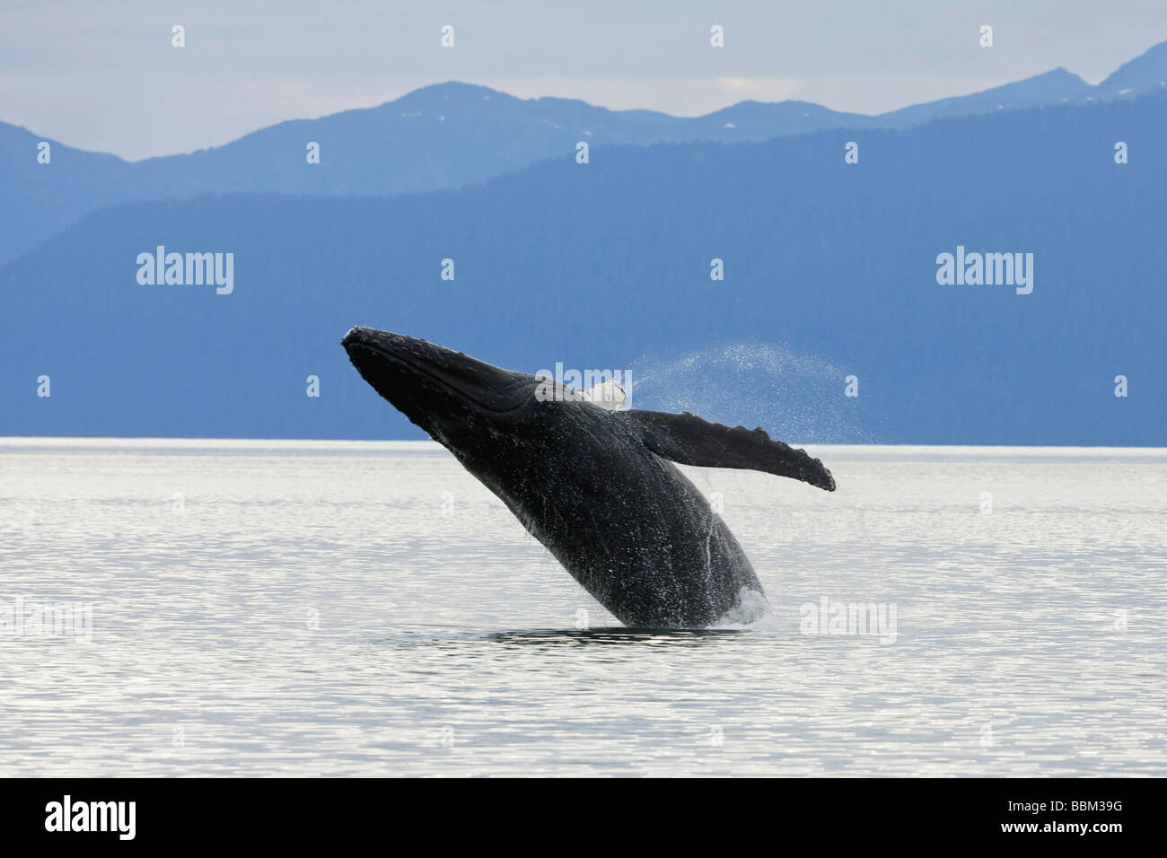 Mysticeti whale baleen hi-res stock photography and images - Alamy