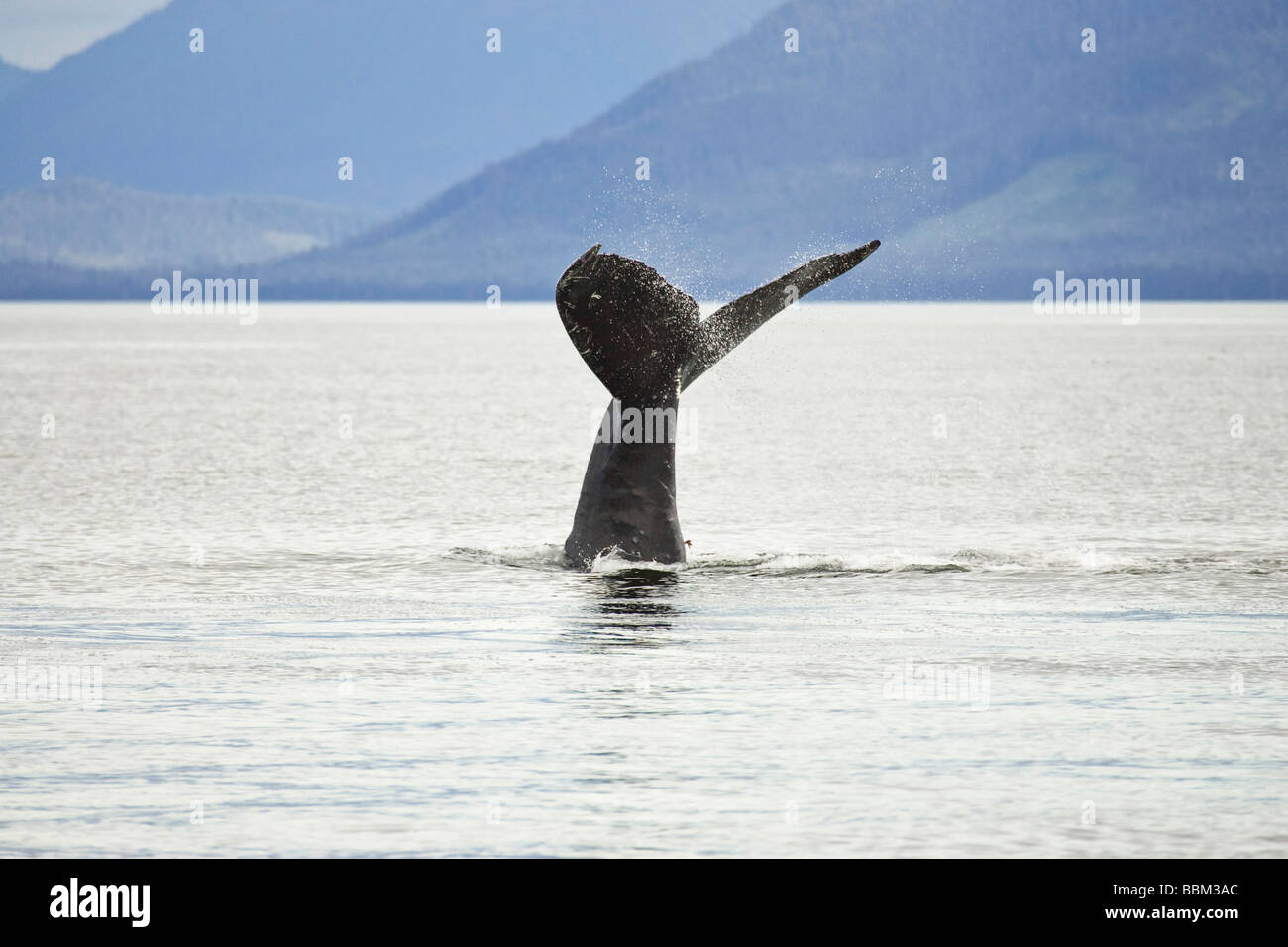Fluke Buckelwal High Resolution Stock Photography and Images - Alamy