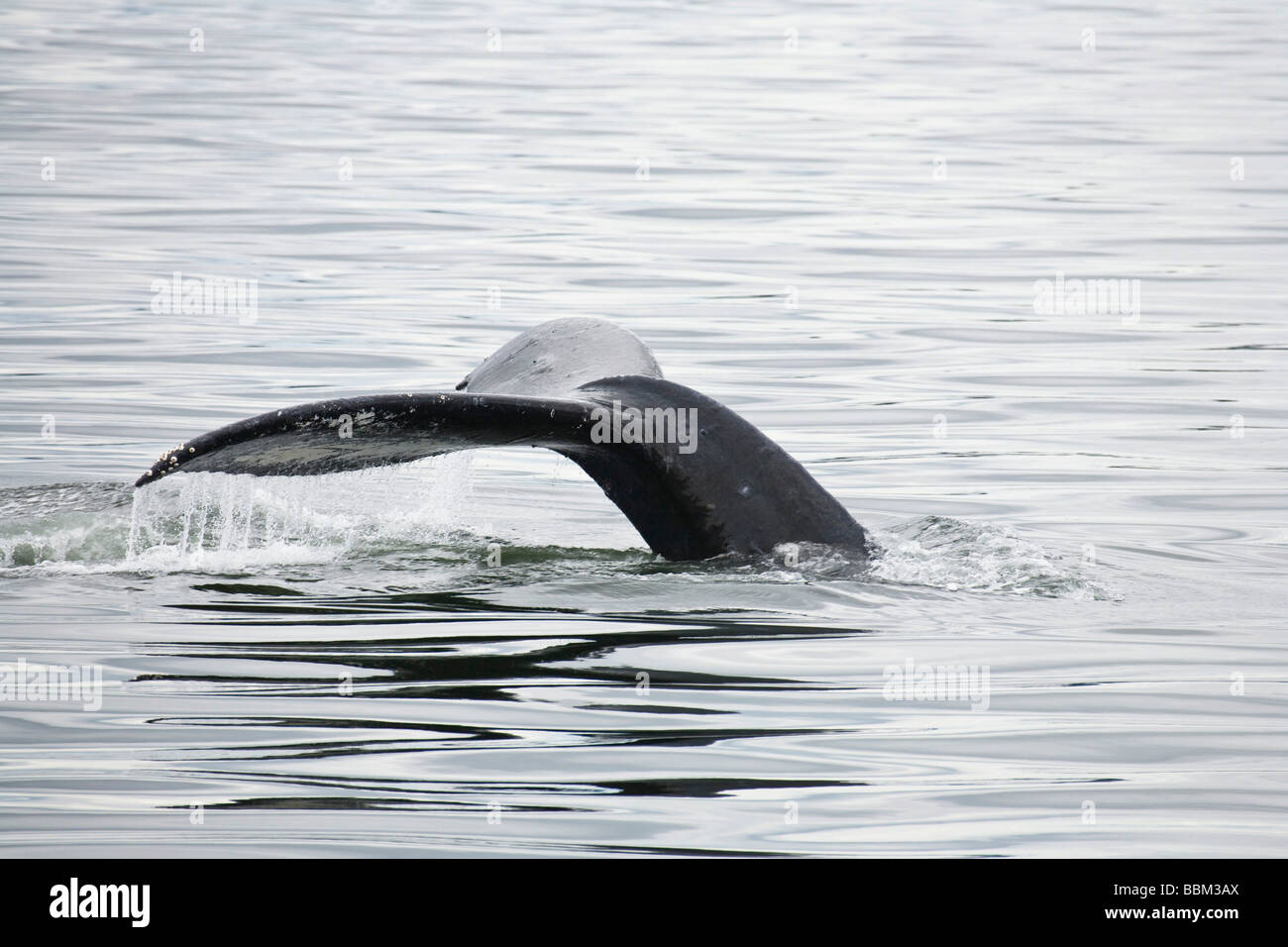 Humpback whale fluking hi-res stock photography and images - Alamy