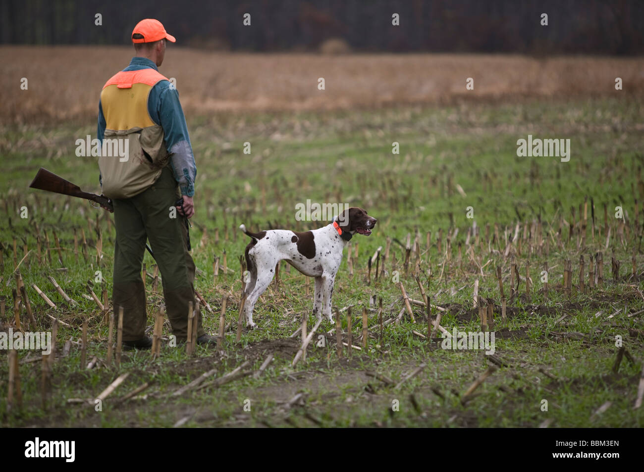 Bird hunter and hound in cut corn field Stock Photo - Alamy