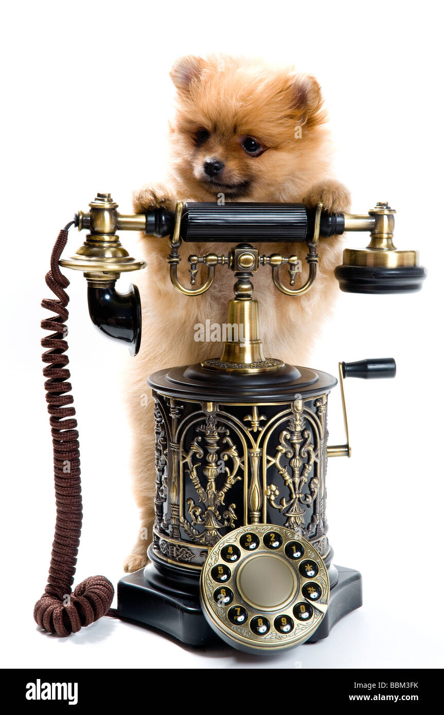 Puppy of a spitz-dog with phone Stock Photo - Alamy