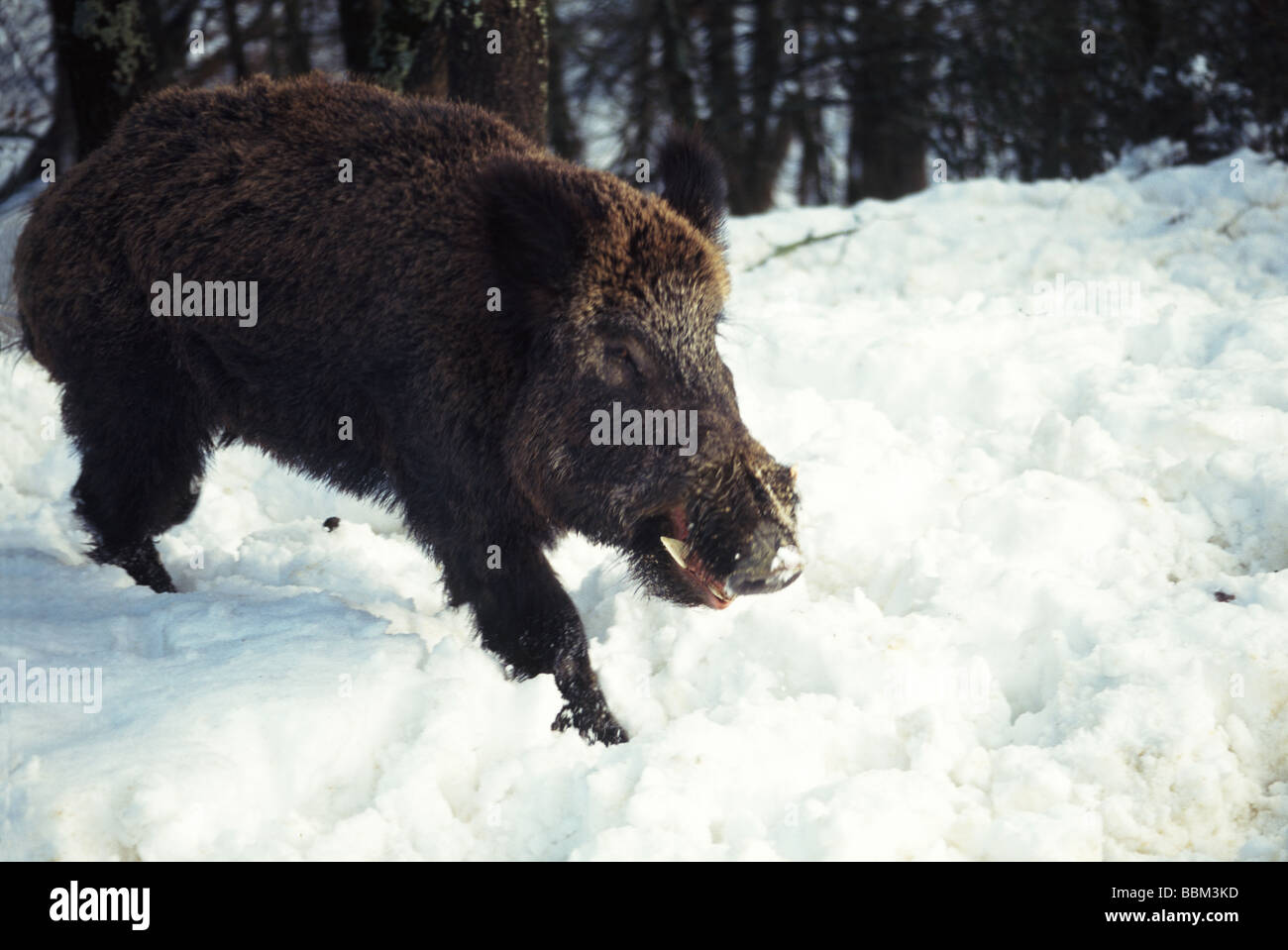 Mammals of korea hi-res stock photography and images - Alamy