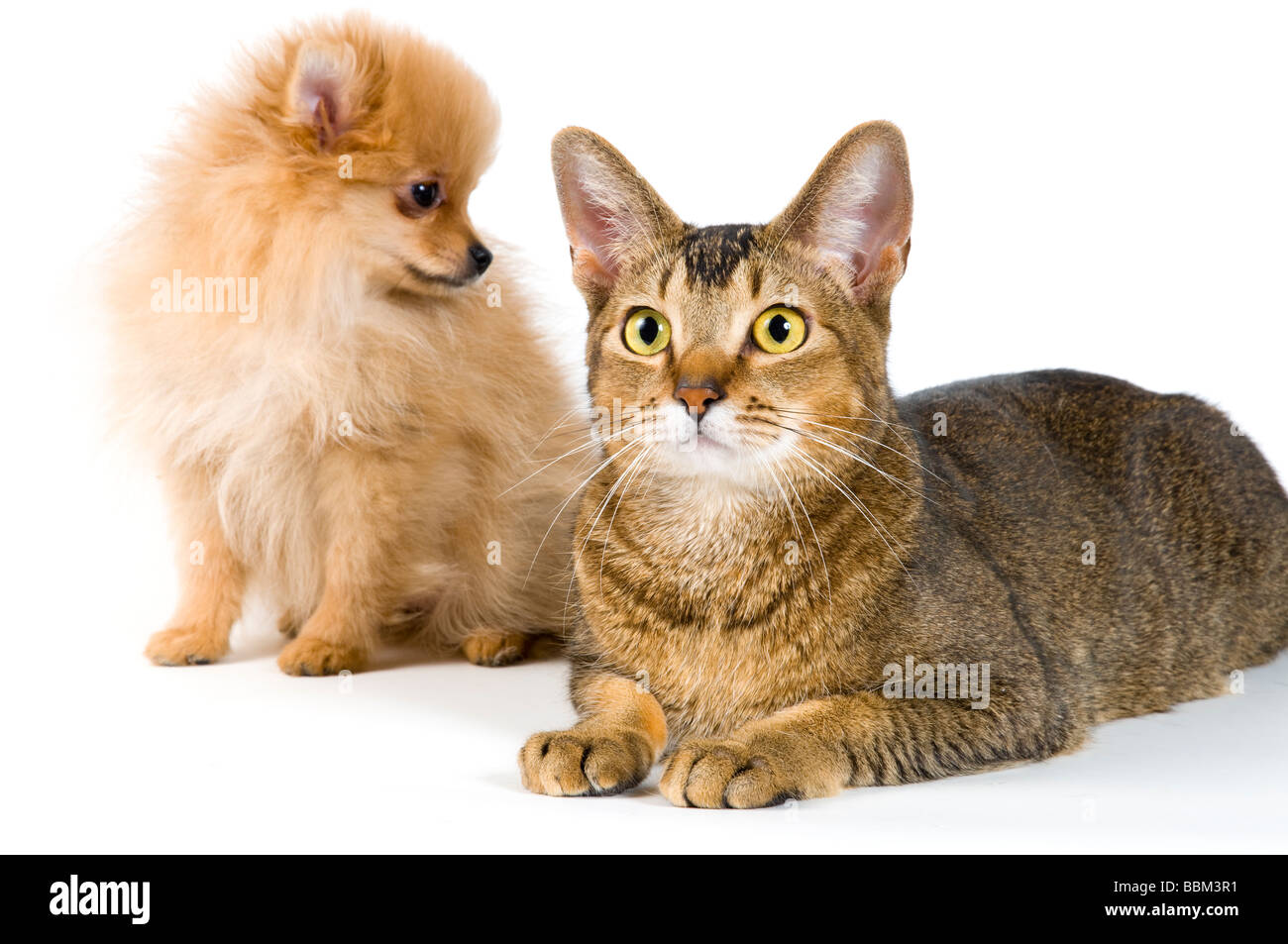 Pomeranian puppy Cut Out Stock Images & Pictures - Alamy