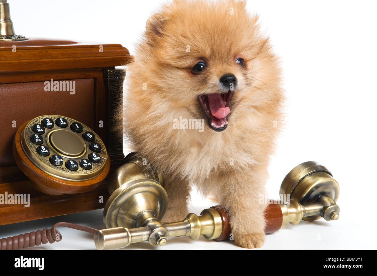 Puppy of a spitz-dog with phone Stock Photo - Alamy