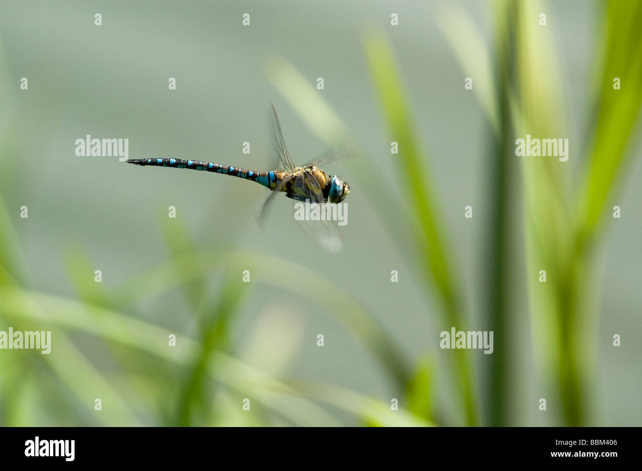 Dragonfly lake in gardens hi-res stock photography and images - Alamy