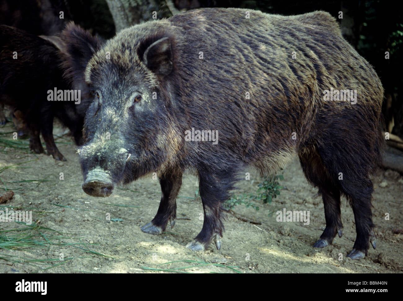 Mammals of korea hi-res stock photography and images - Alamy