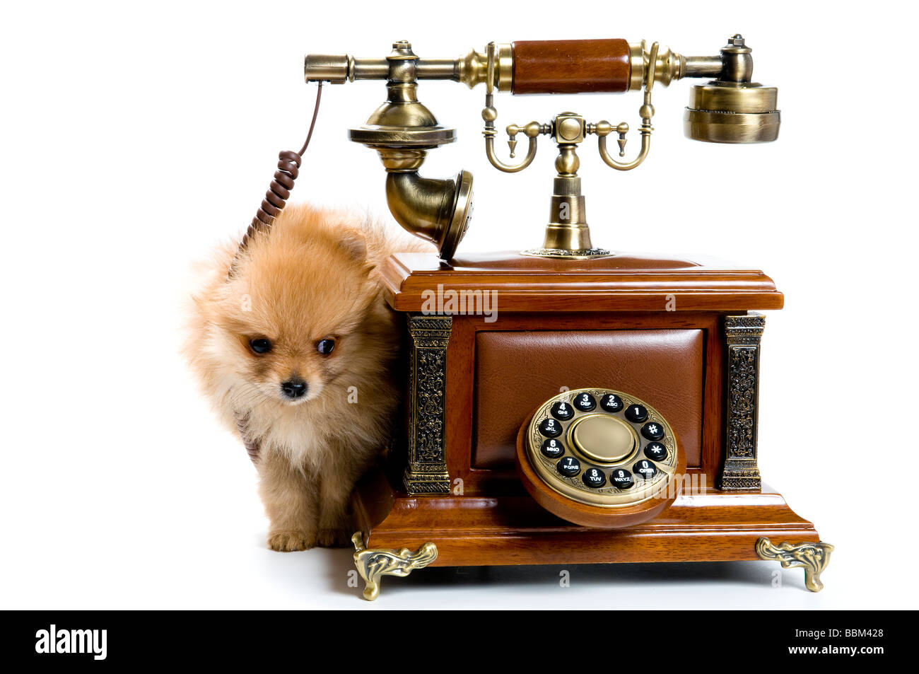 Puppy of a spitz-dog with phone Stock Photo - Alamy