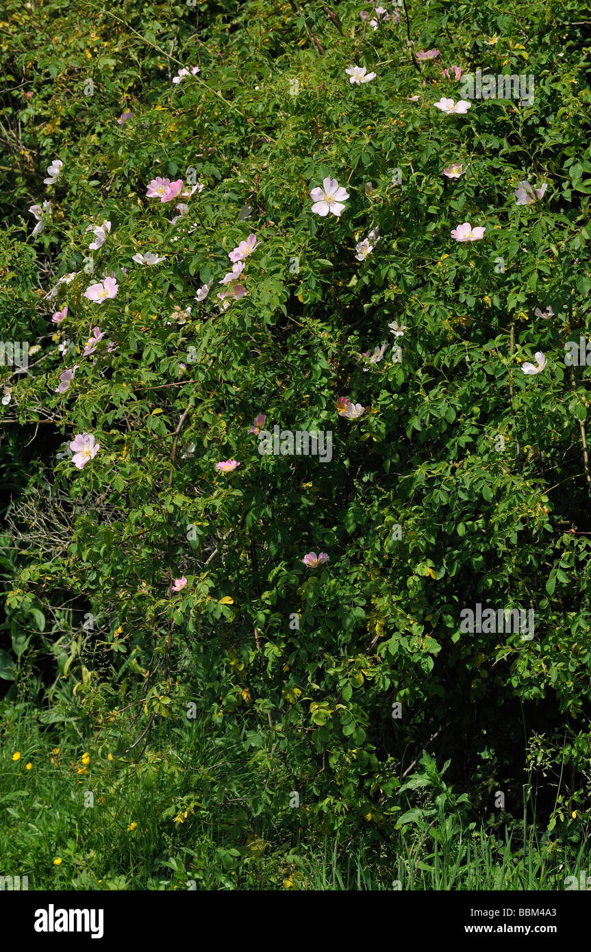 Britain wild dog rose hedgerow hi-res stock photography and images - Alamy