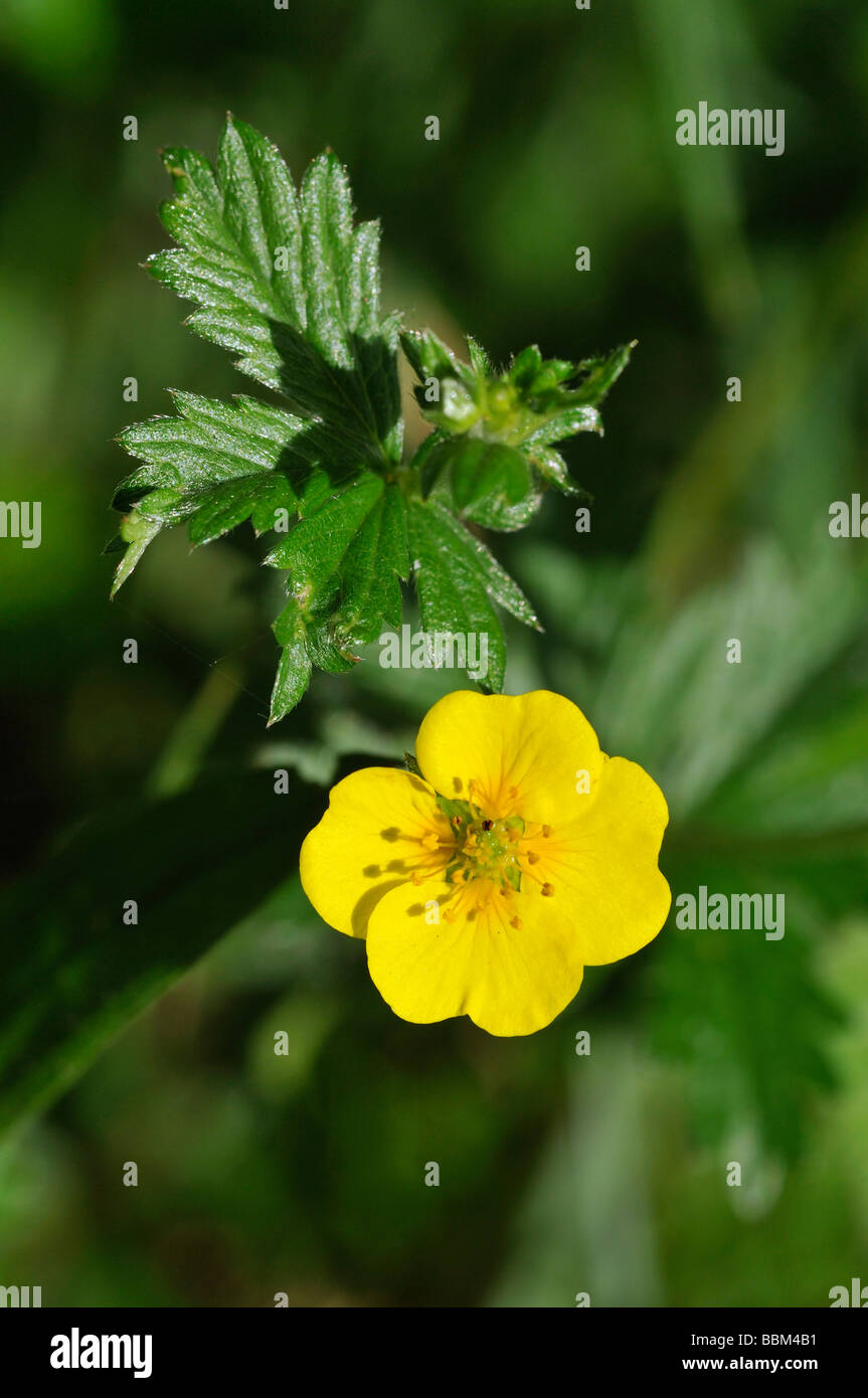 Tormentil Potentilla erecta Stock Photo - Alamy