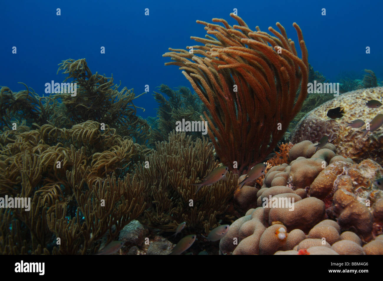 Coral reef underwater hi-res stock photography and images - Alamy