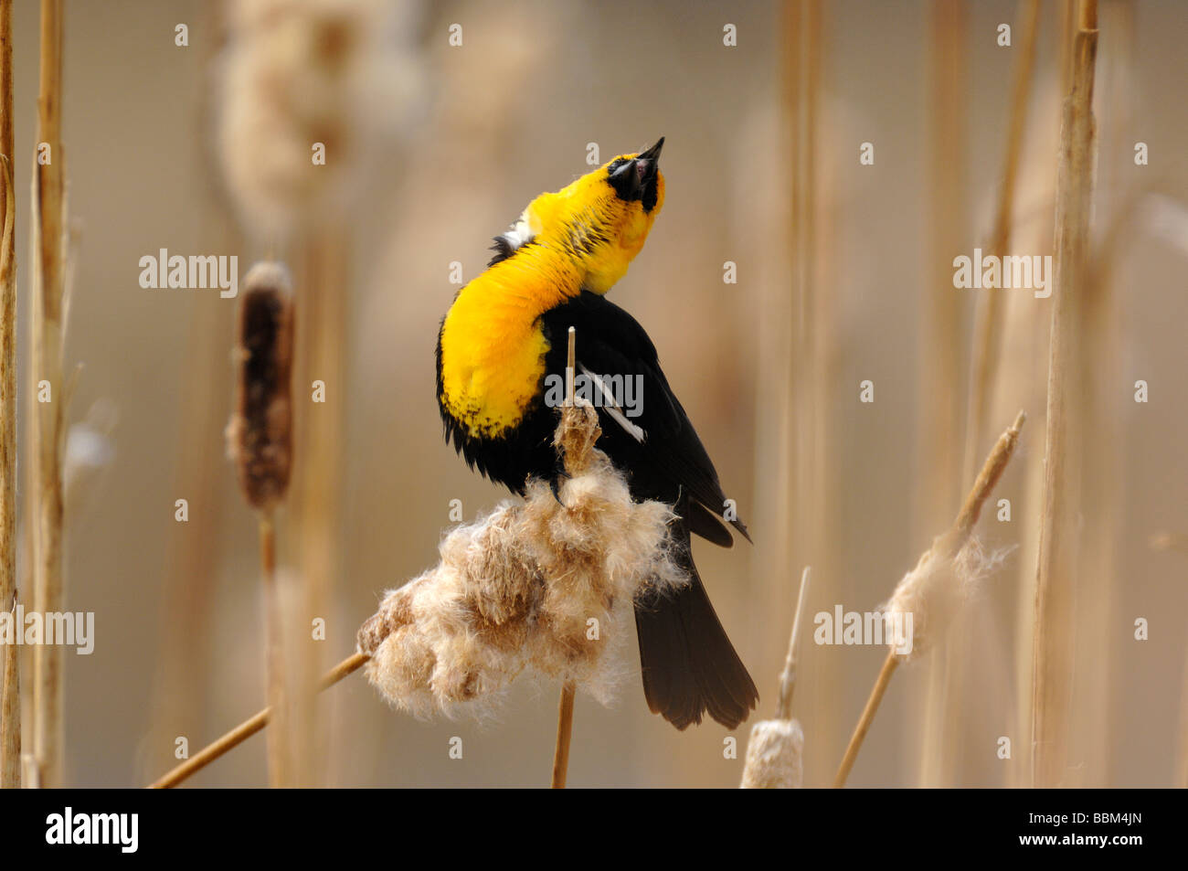Yellow-headed Blackbird behavior Stock Photo - Alamy