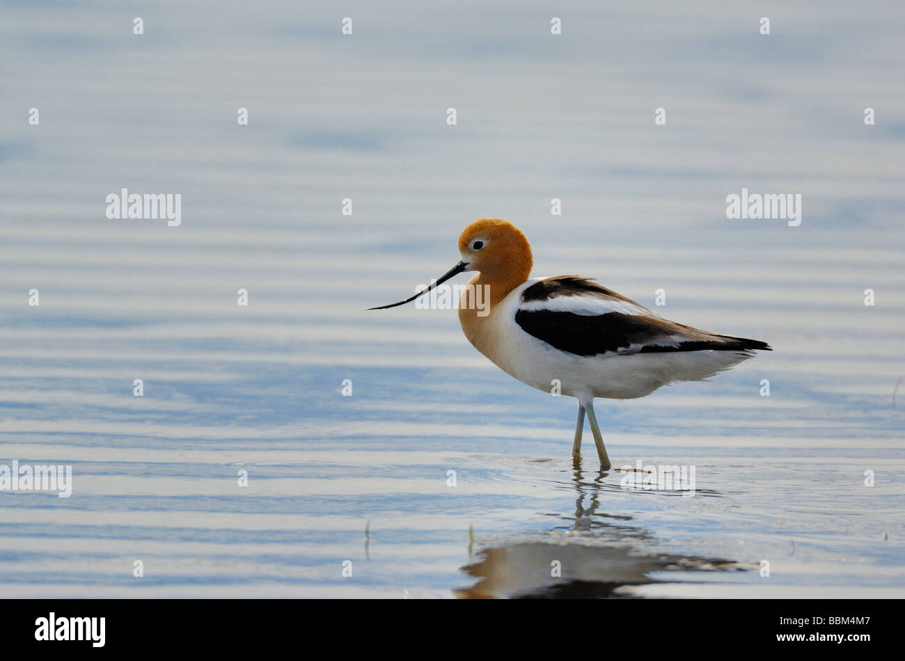 Avocet bird hi-res stock photography and images - Alamy