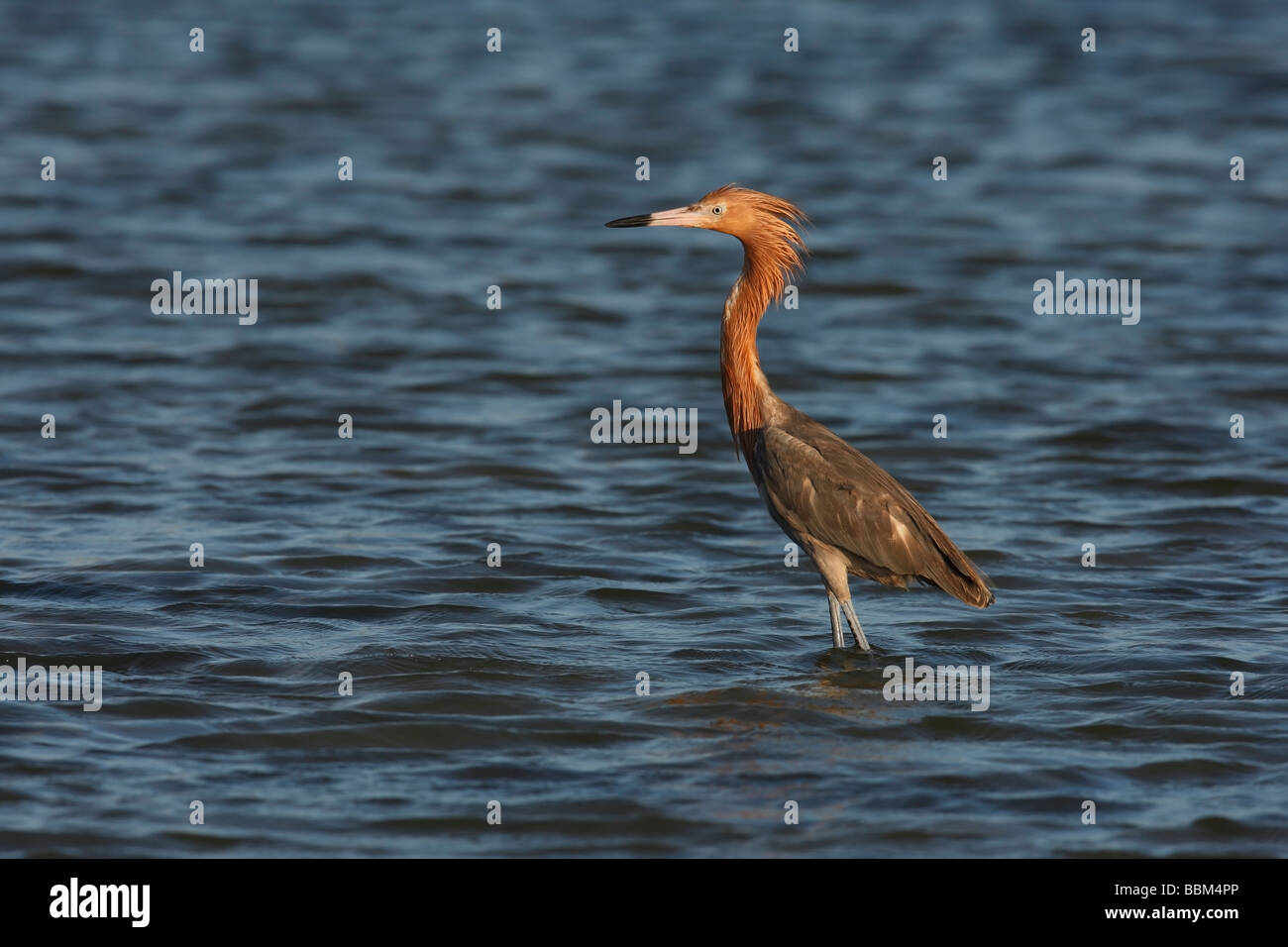Reddish Egret Egretta rufescens rufescens standing in shallow water ...
