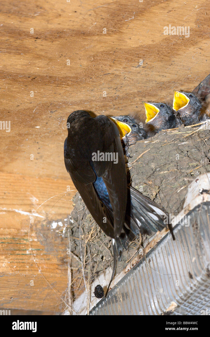 Adult Barn Swallow Hirundo rustica feeding young at nest Stock Photo ...