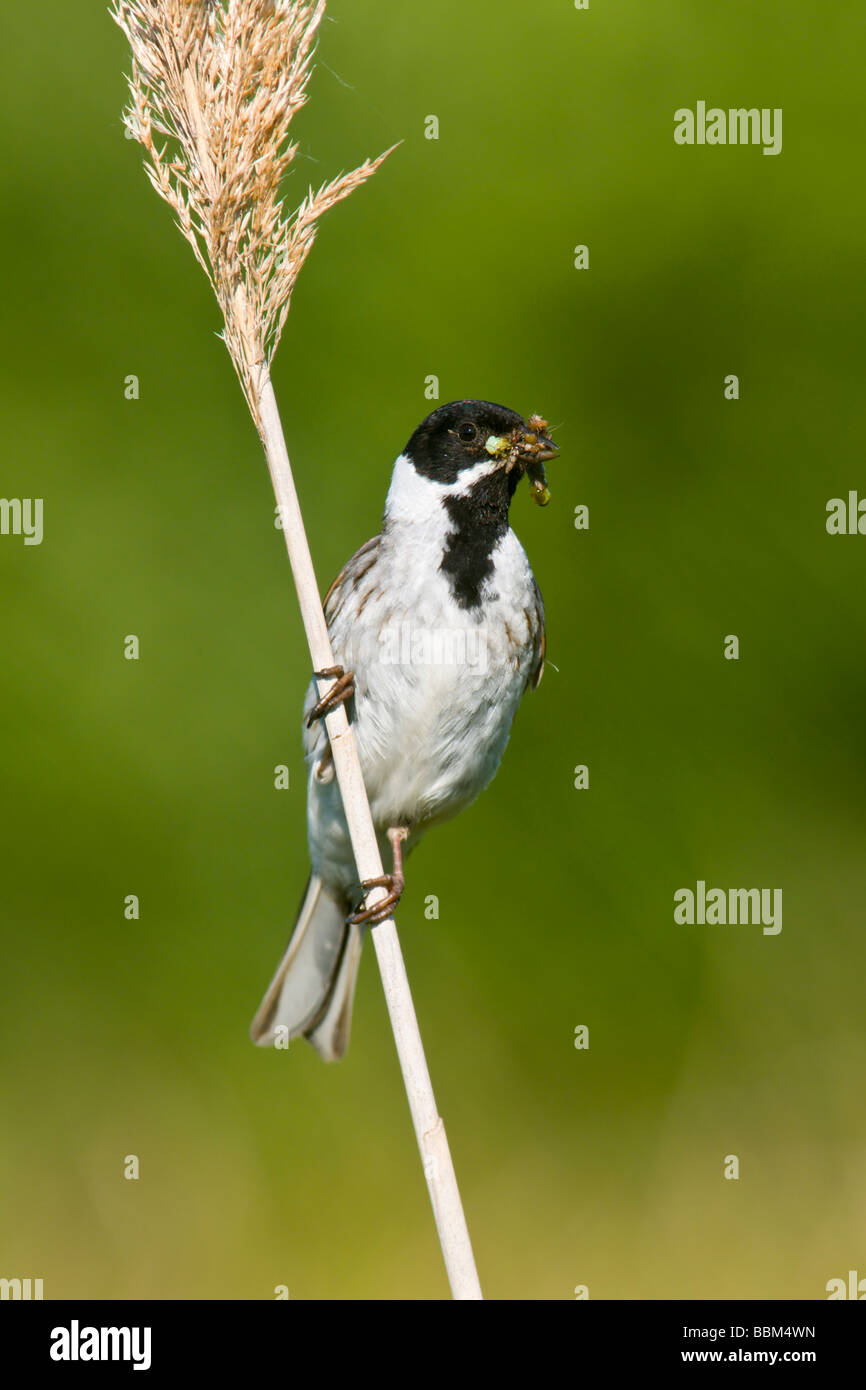 Perched on reed stem hi-res stock photography and images - Alamy