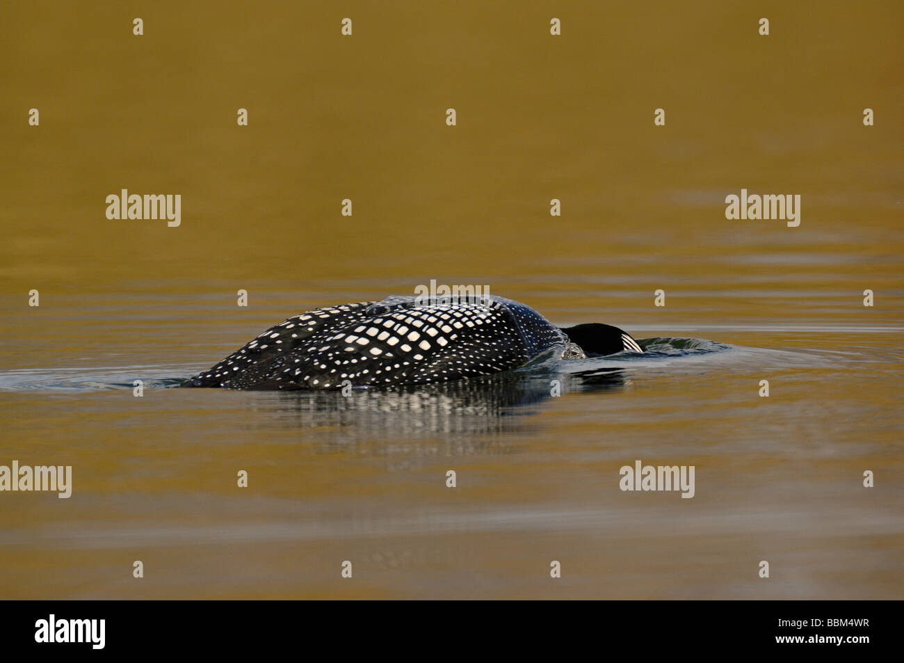 Common loon swimming underwater hi-res stock photography and images - Alamy