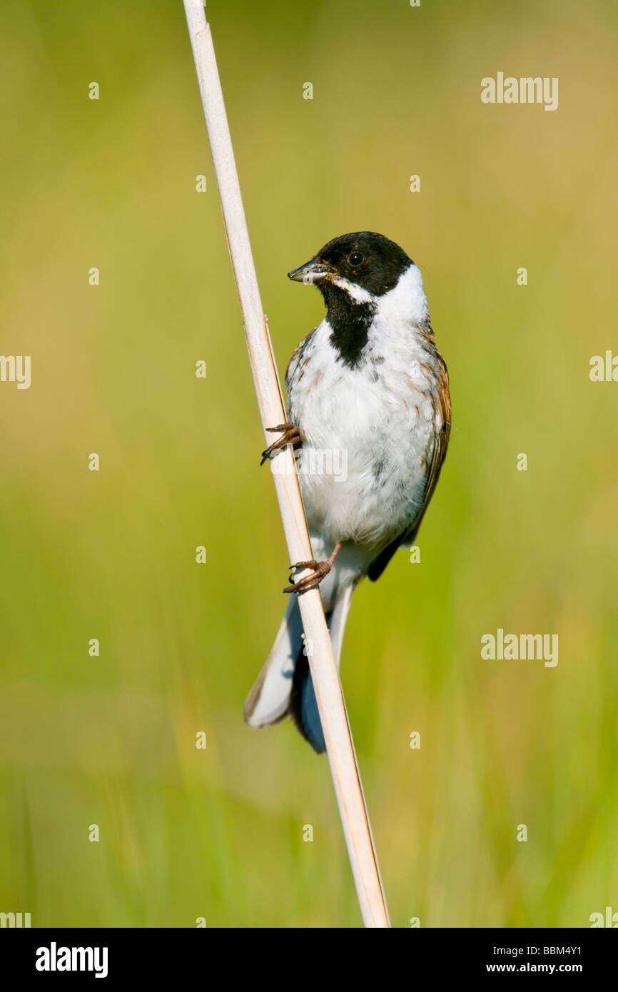 Male Reed Bunting perched on reed stem Stock Photo - Alamy