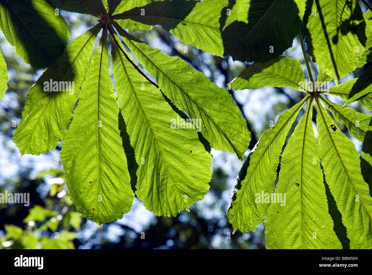 Spring Foliage in UK Stock Photo - Alamy
