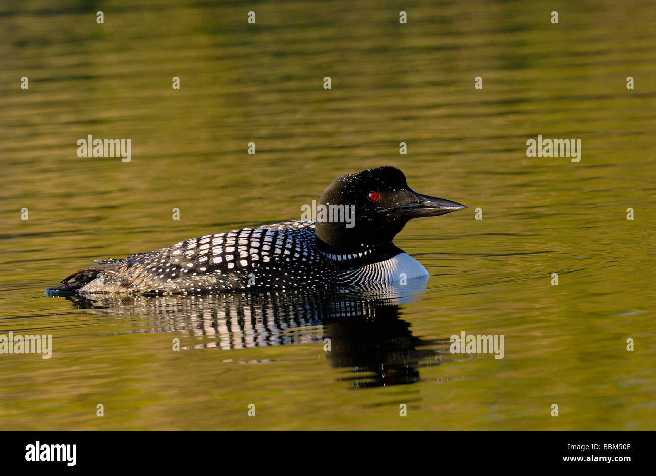 Bird water behavior hi-res stock photography and images - Alamy