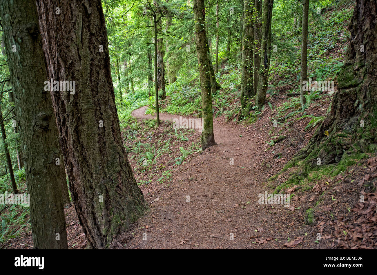 Walking trail in the Forest Park; Portland, Oregon, U.S.A Stock Photo ...