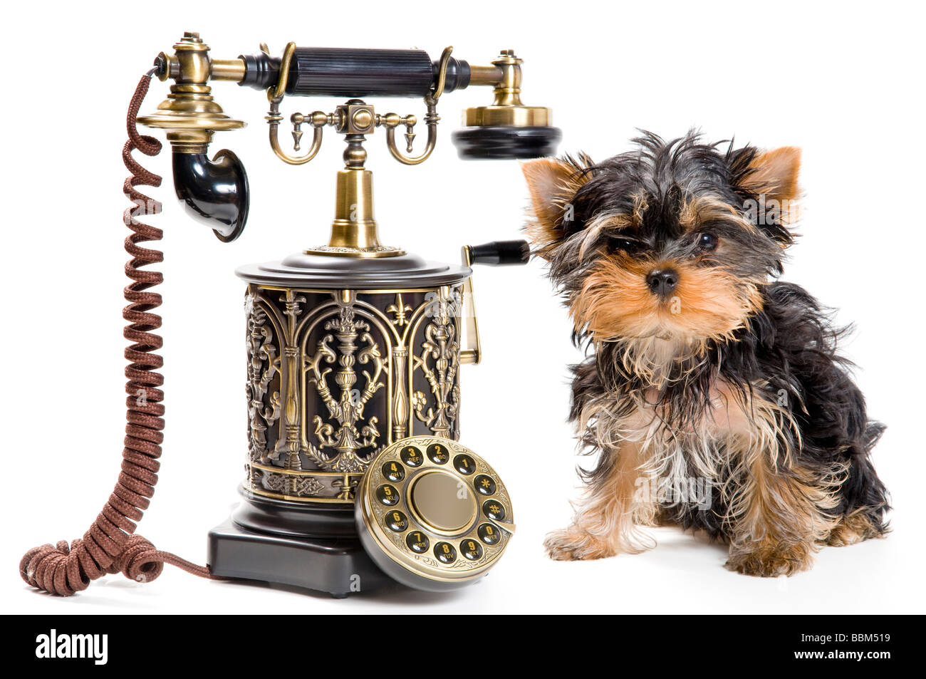 Puppy with phone in studio Stock Photo - Alamy