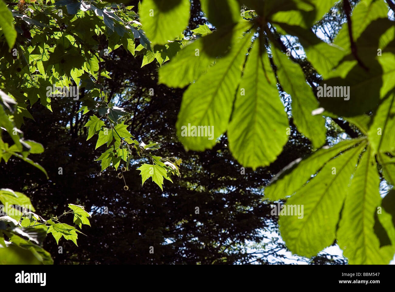 Spring Foliage in UK Stock Photo - Alamy