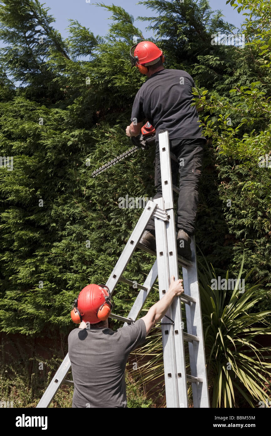 Helmet wearing tree surgeon cutting tall conifrous garden cypress ...