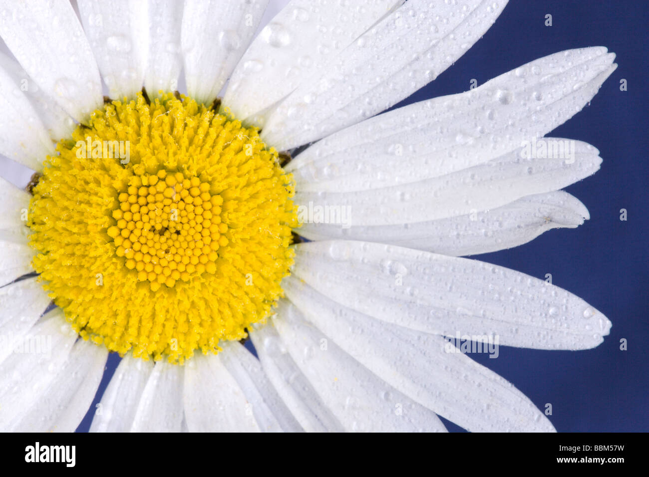Wet daisy flower Cut Out Stock Images & Pictures - Alamy