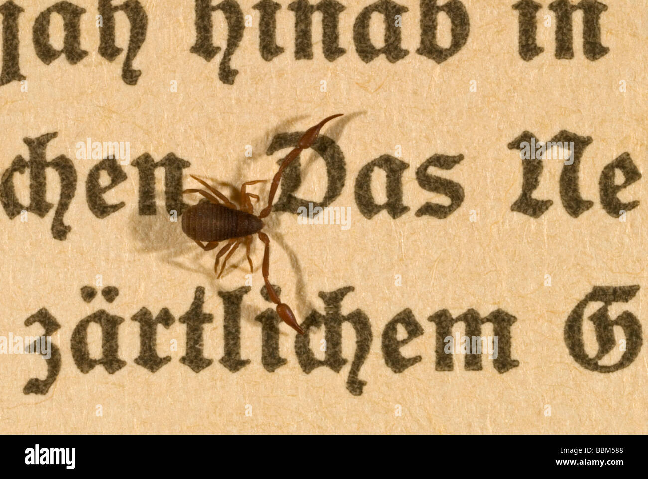 Pseudoscorpion (Chelifer cancroides Stock Photo - Alamy