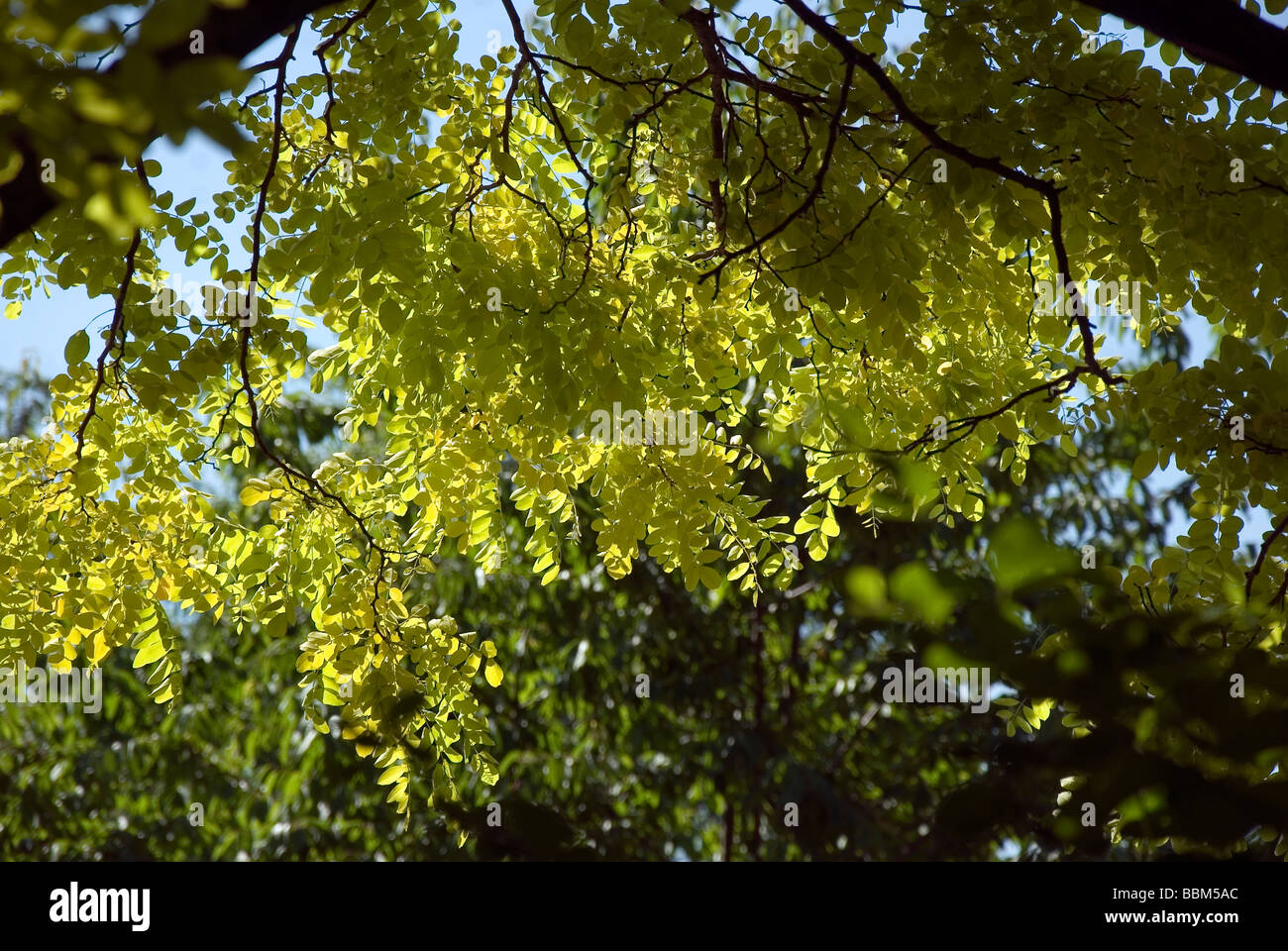 Dense vegetation trees foliage branches hi-res stock photography and ...