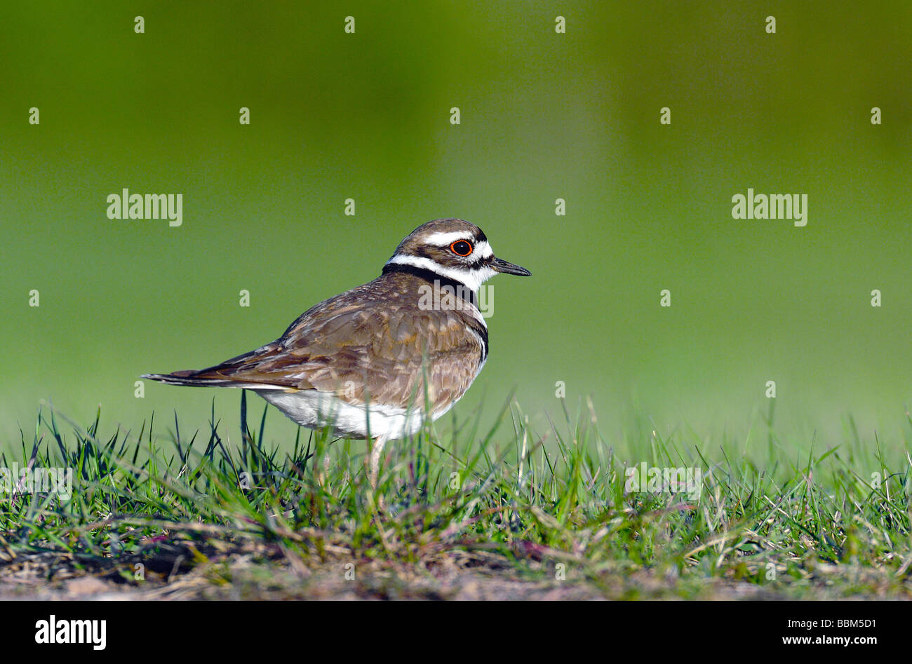 Killdeer bird hi-res stock photography and images - Alamy