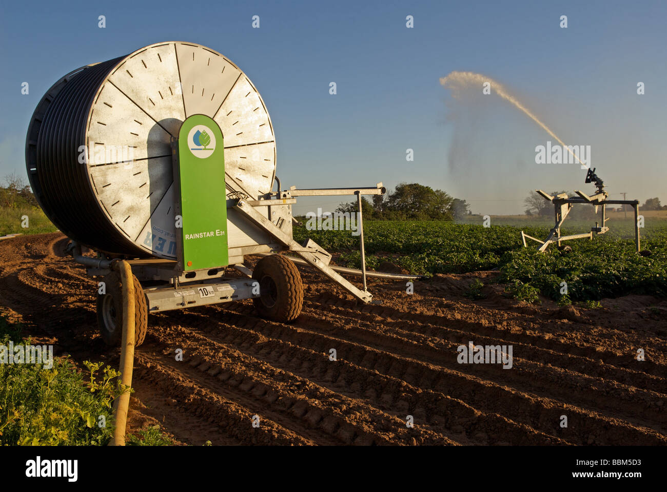 Bauer Rainstar E31 irrigation sprinkler watering a potaoe crop, Bawdsey ...
