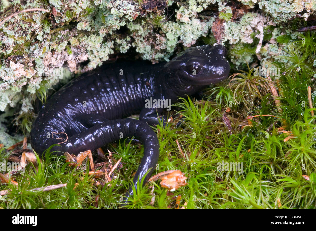Alpine Salamander (Salamandra atra), Pitztal Valley, Tyrol, Austria ...