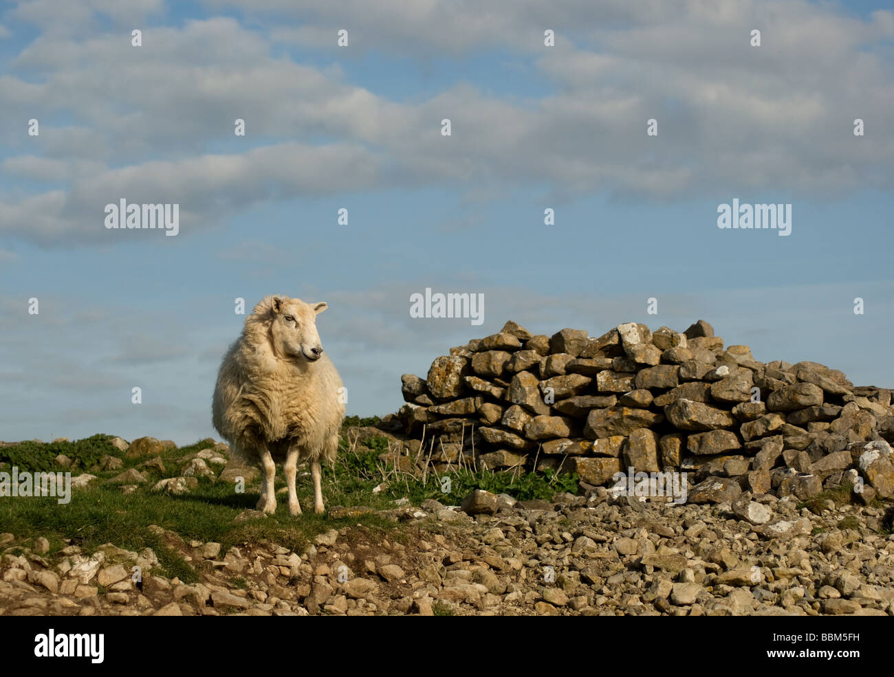 Sheep Standing by a dry stone wall Stock Photo - Alamy