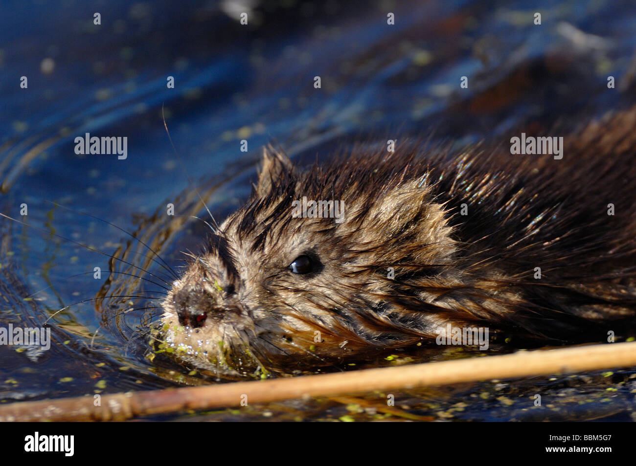 A close up image of a muskrat swimming Stock Photo - Alamy