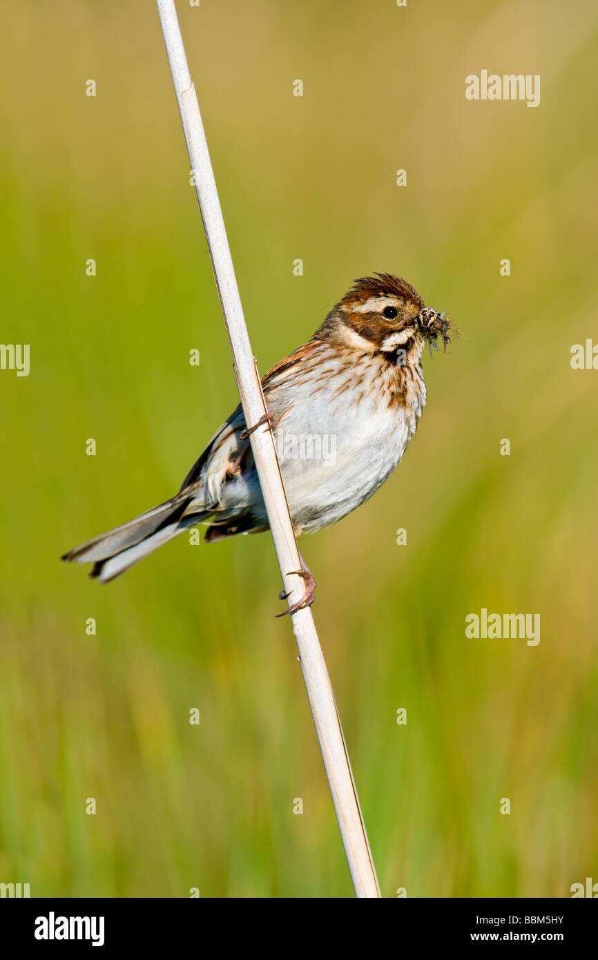Female reed bunting hi-res stock photography and images - Alamy