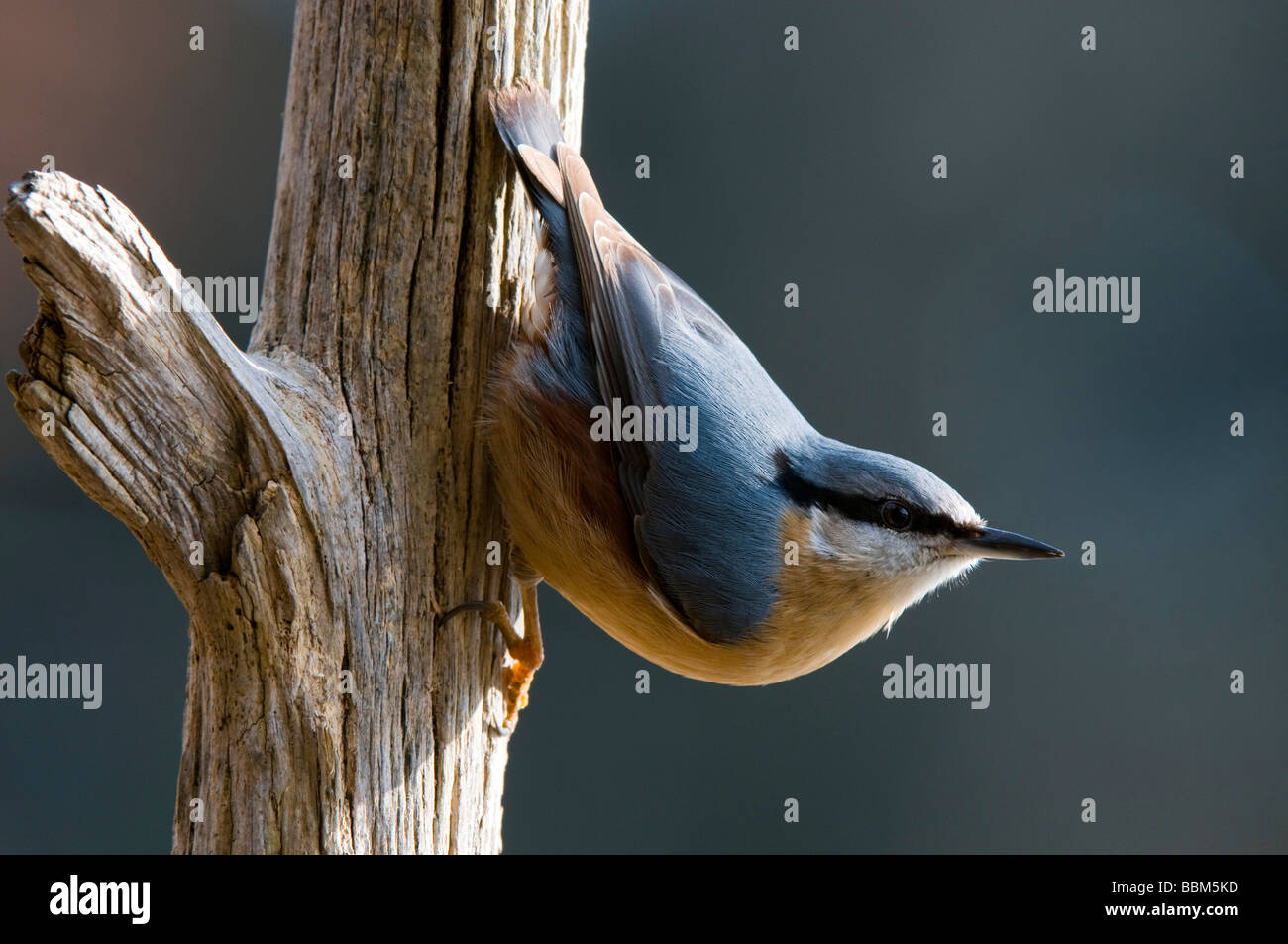 Eurasian Nuthatch (Sitta europaea), Stans, Tyrol, Austria, Europe Stock ...