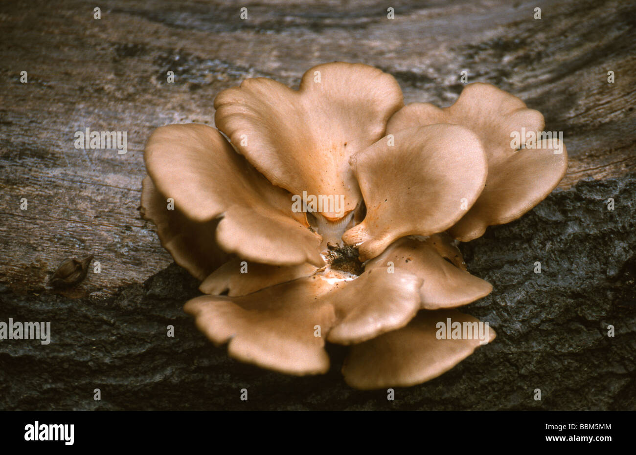 Branched Oyster Mushroom, Pleurotus cornucopiae, Pleurotaceae Stock ...